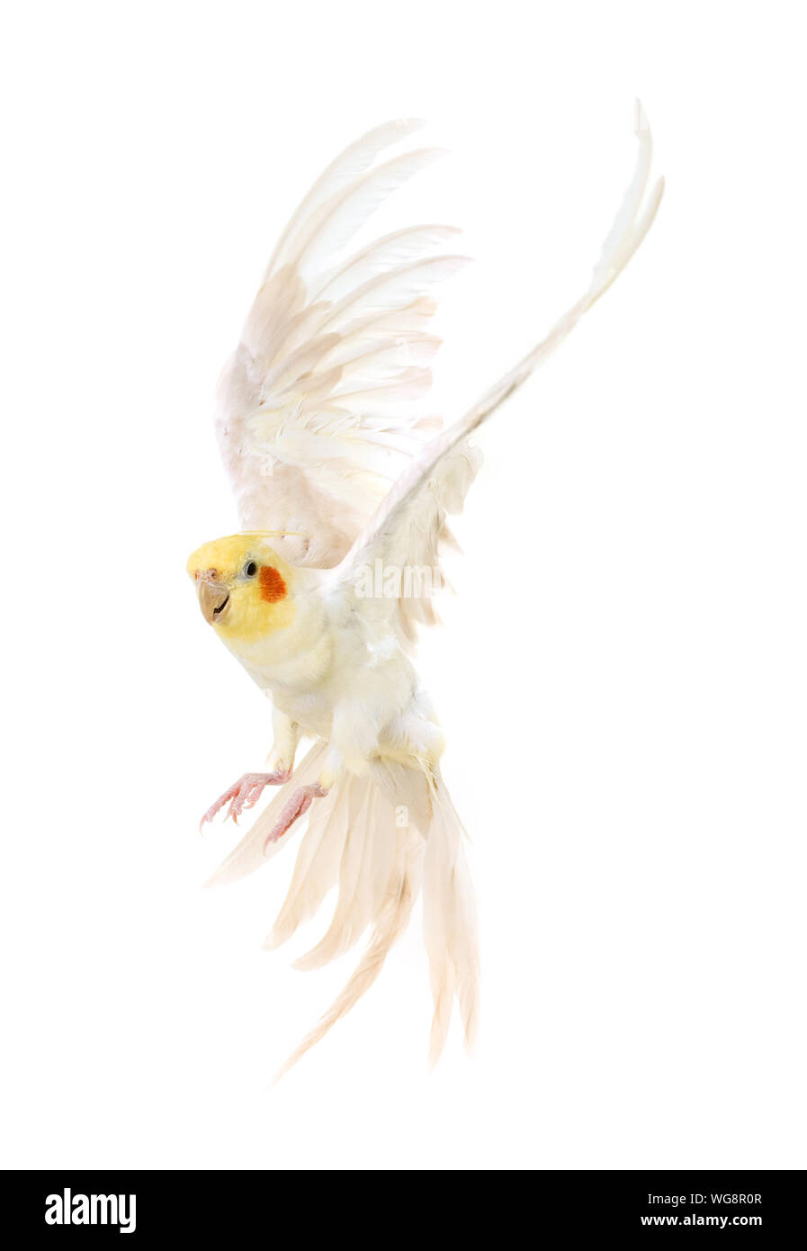 Flying cockatoo hi-res stock photography and images - Alamy