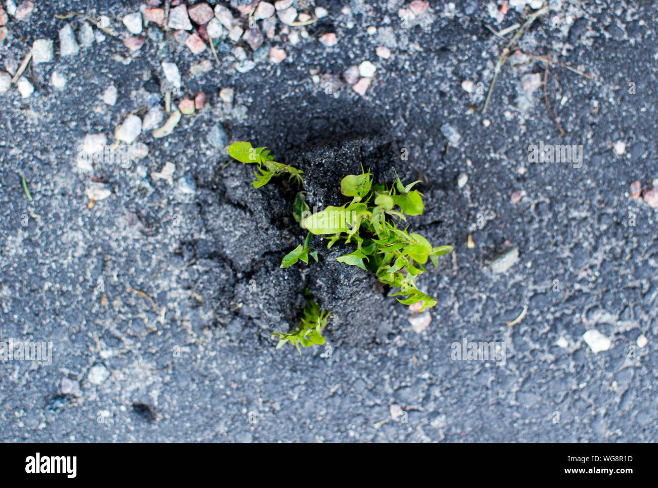 Growing through asphalt hi-res stock photography and images - Alamy