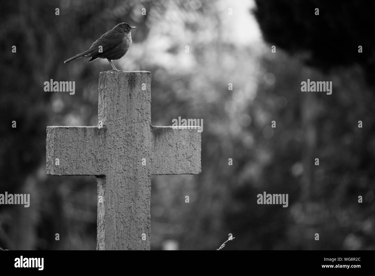 Bird in cemetery hi-res stock photography and images - Alamy