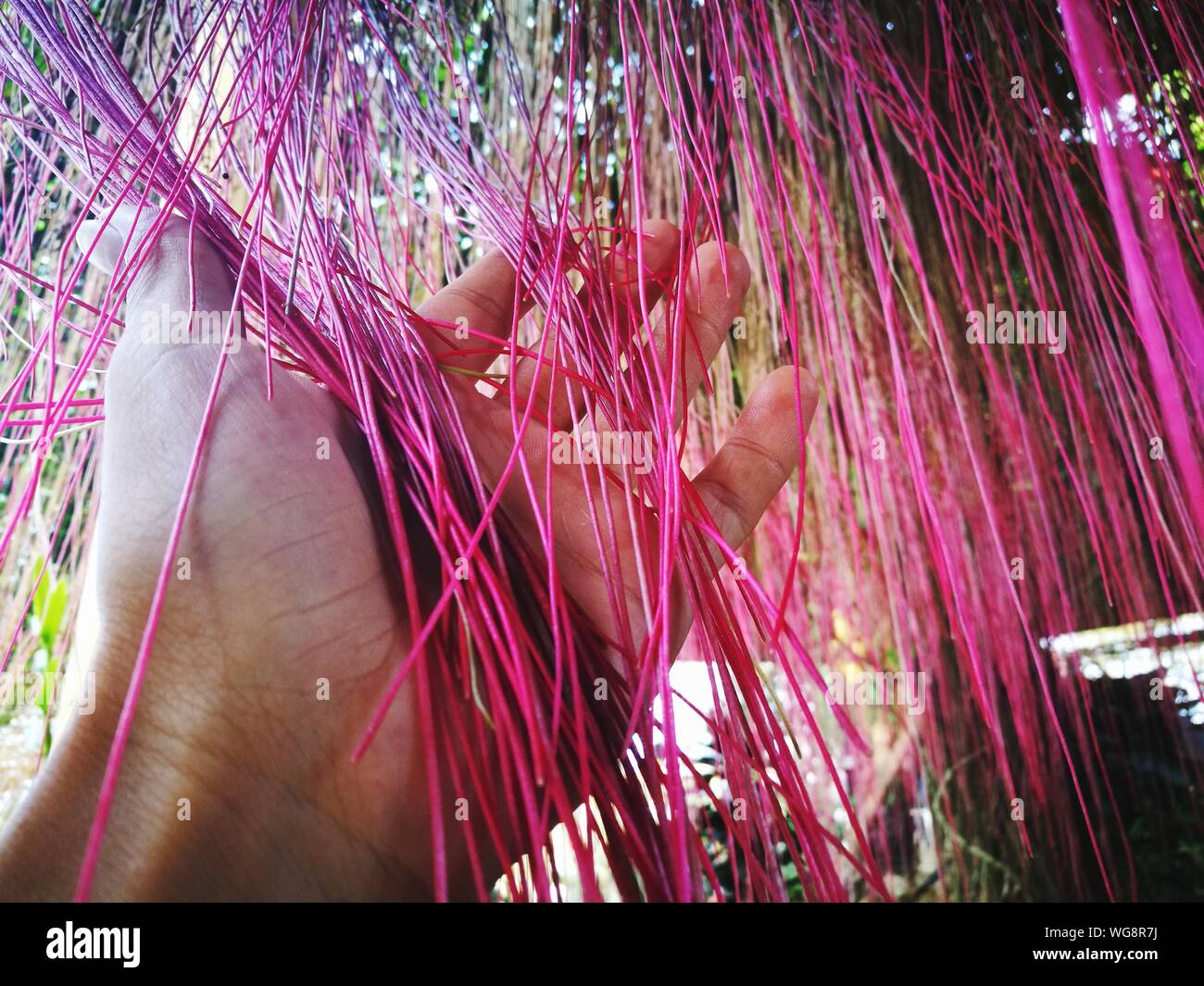 Real branches hi-res stock photography and images - Alamy