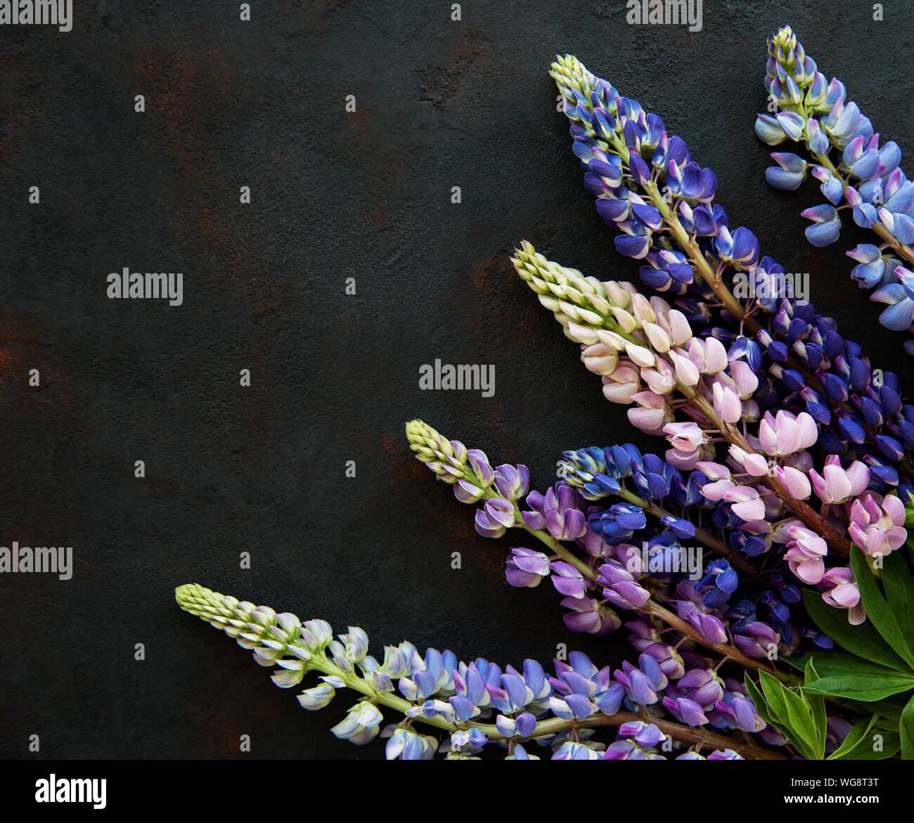 Pink and purple lupine flowers border on a black concrete background ...