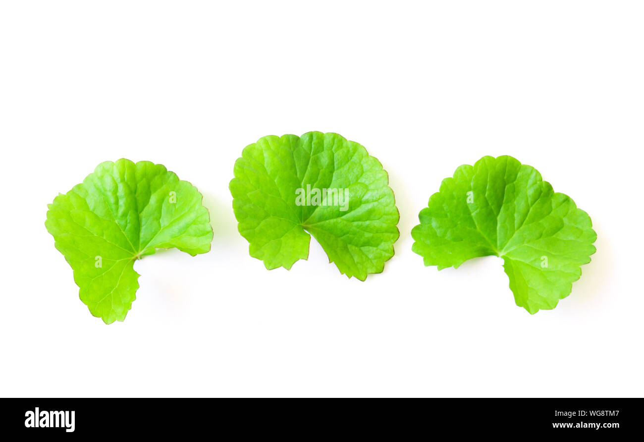 Centella asiatica plant hi-res stock photography and images - Alamy