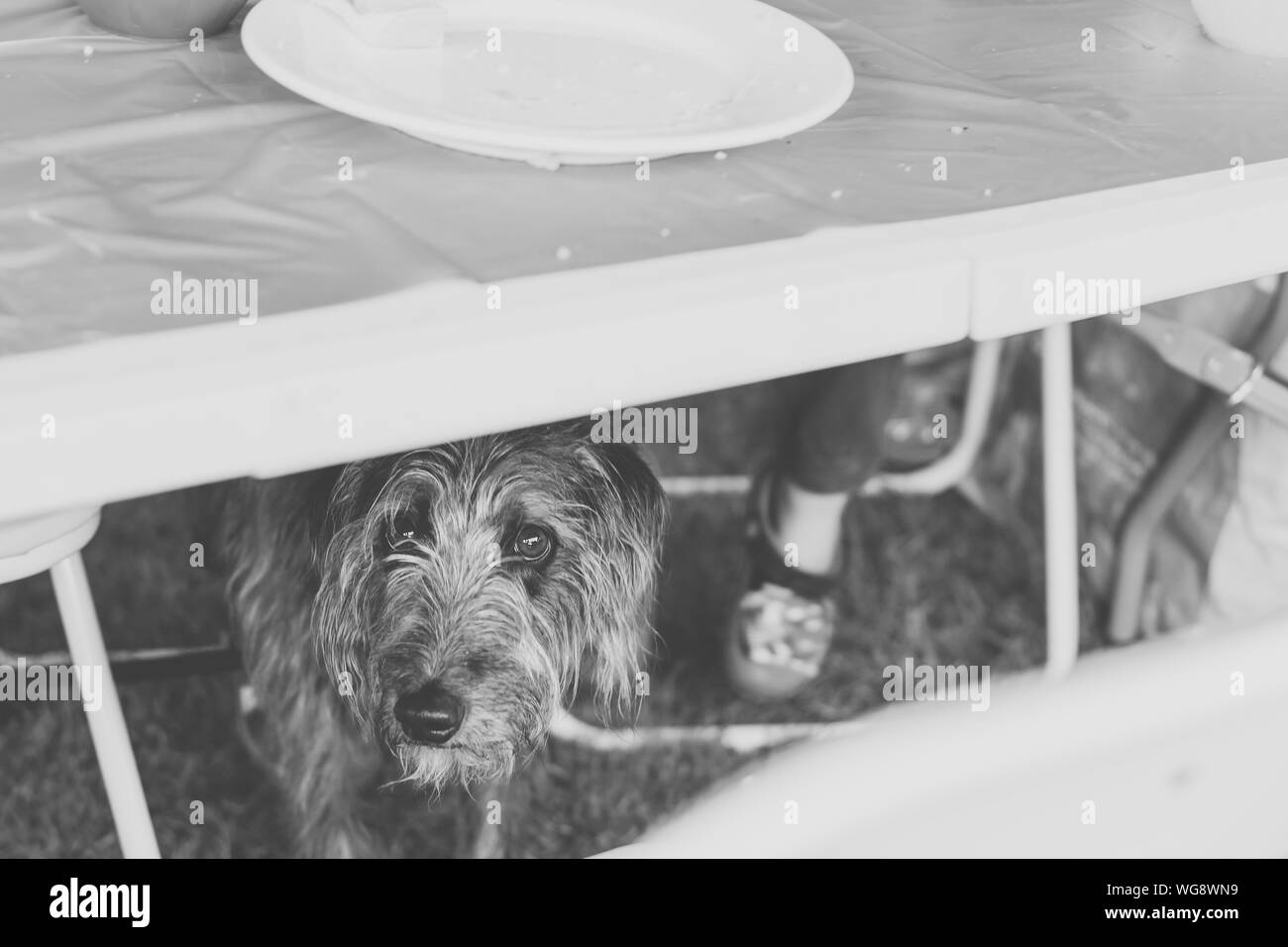 Dog under table Black and White Stock Photos & Images - Alamy