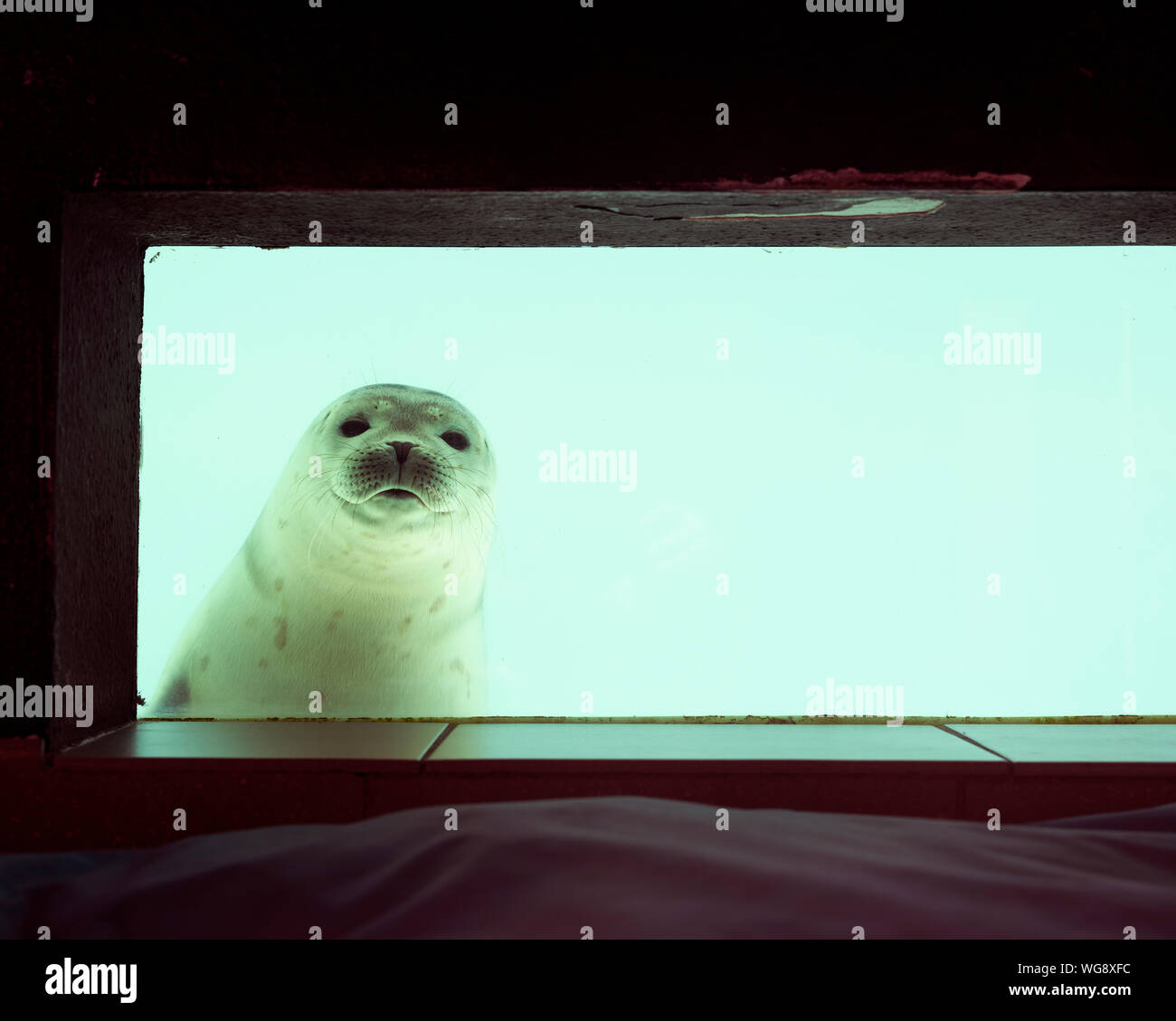 closeup of curious seal in pieterburen Stock Photo - Alamy