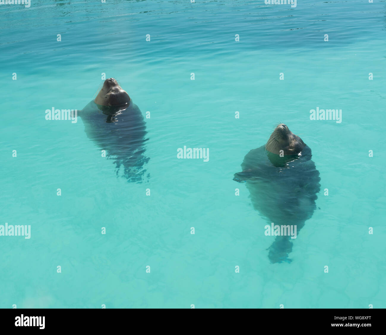 Pieterburen seal sanctuary hi-res stock photography and images - Alamy
