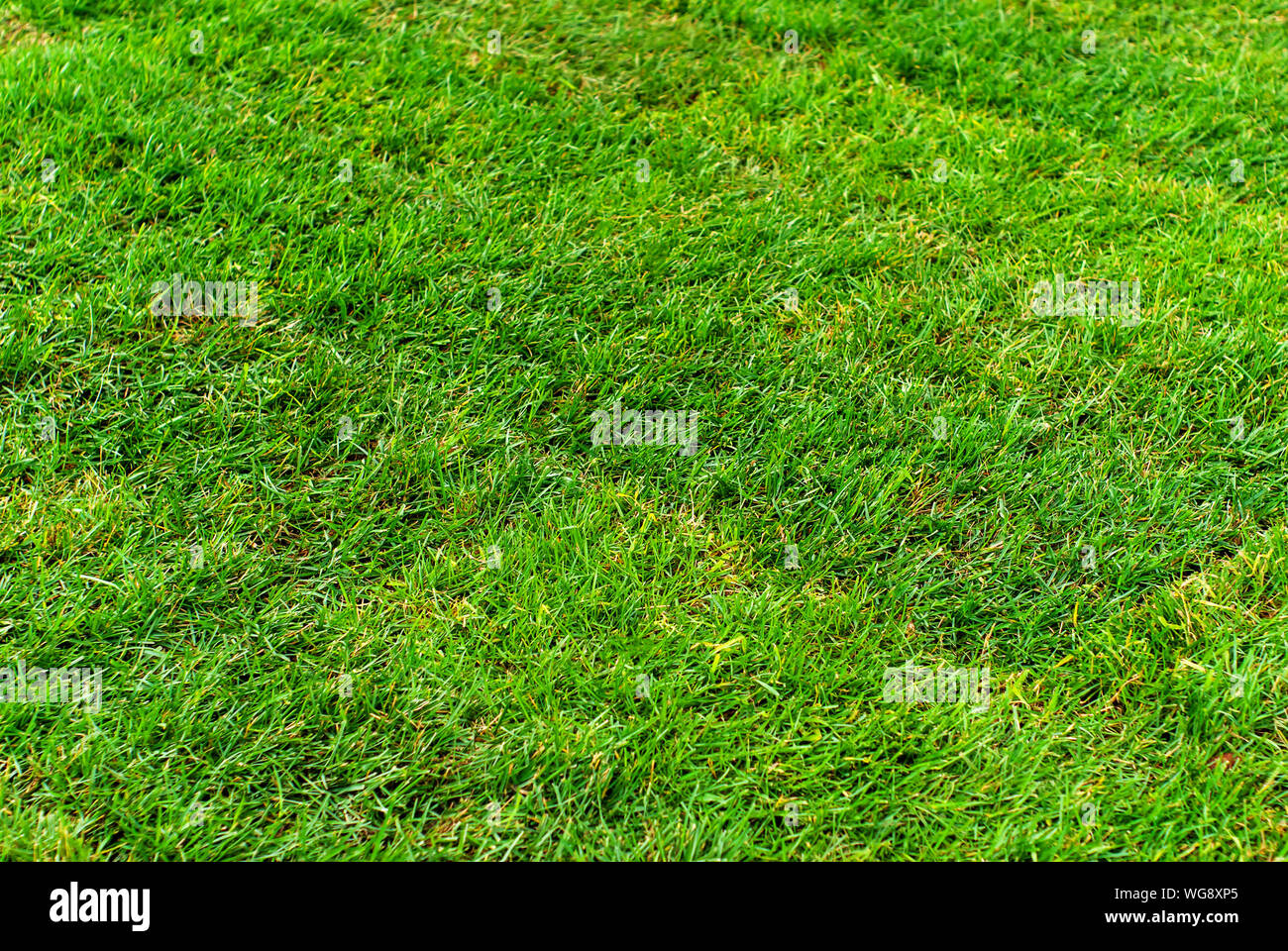 background, texture - freshly laid lawn from rolled turf Stock Photo ...