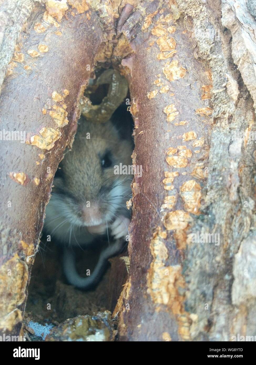 Rat Hole High Resolution Stock Photography and Images - Alamy
