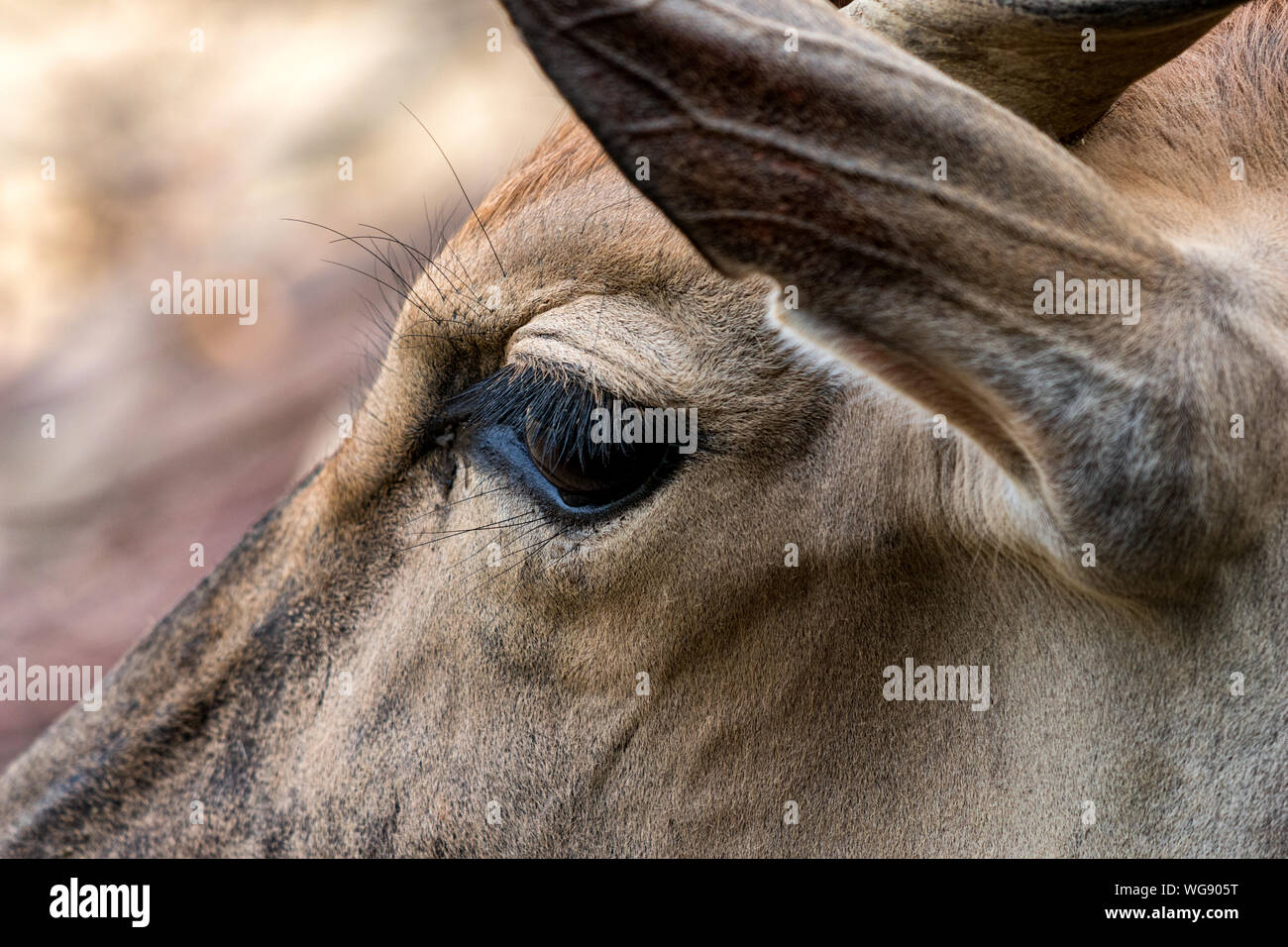 Antelope eye close up hi-res stock photography and images - Alamy