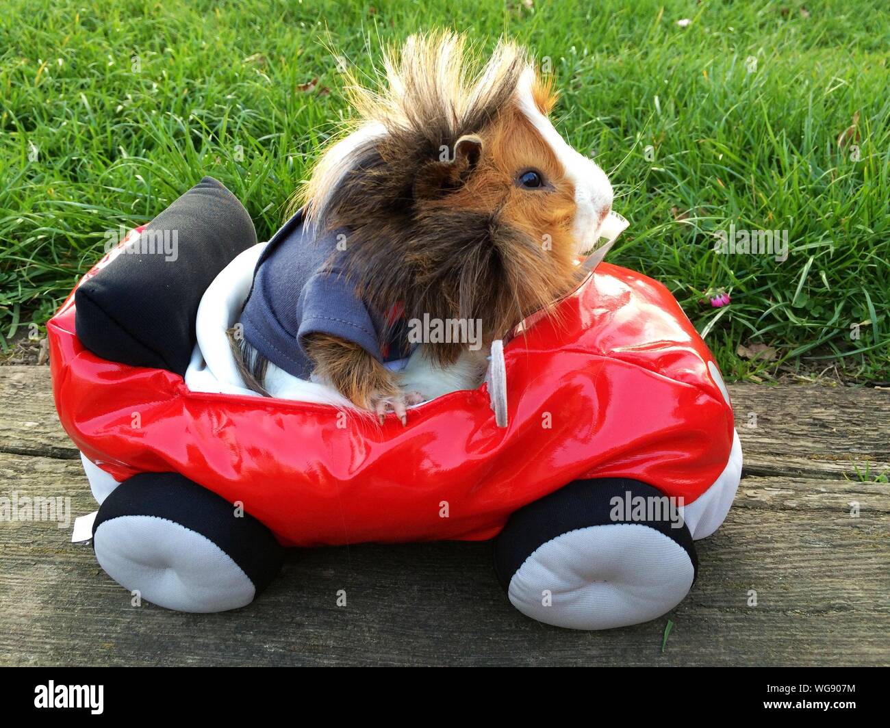 Car Cushion High Resolution Stock Photography and Images - Alamy