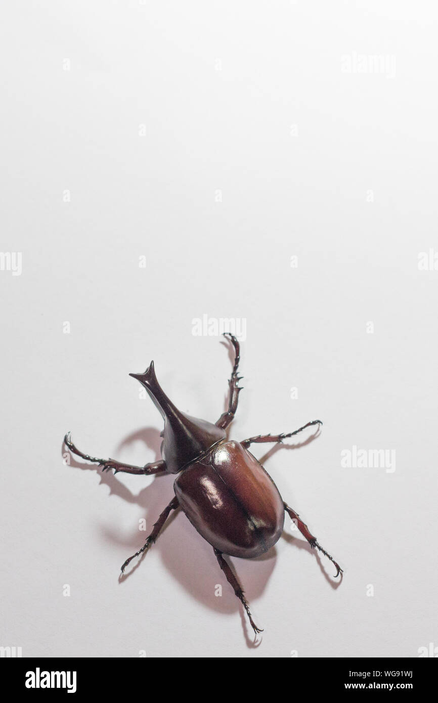Beetle background hi-res stock photography and images - Alamy