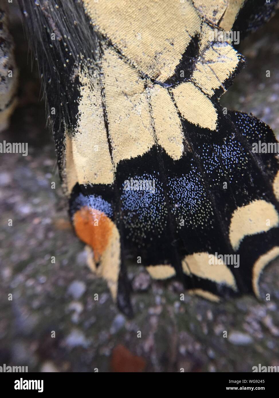 Close up of butterfly wing hi-res stock photography and images - Alamy