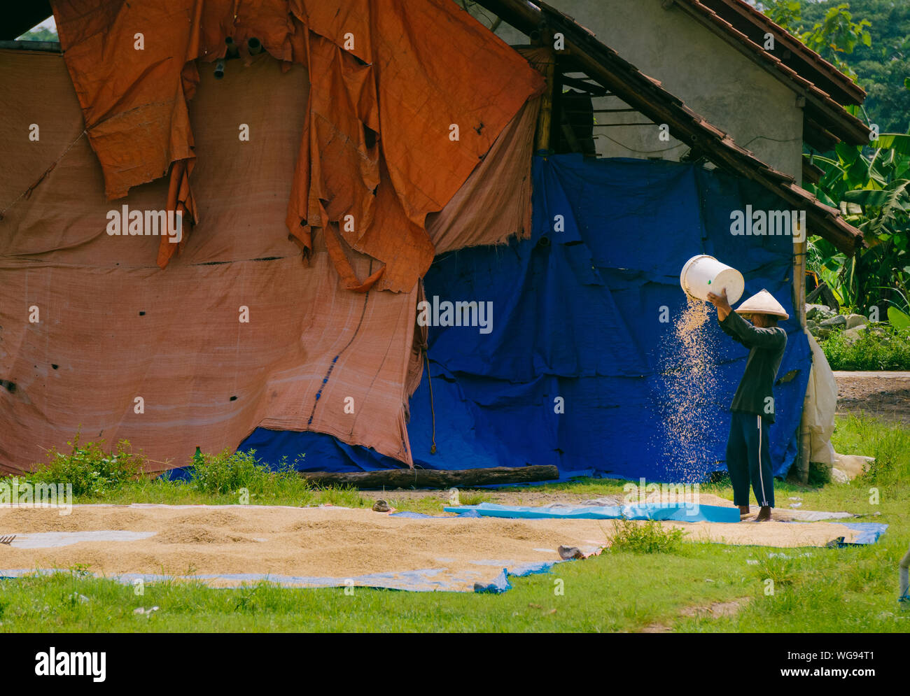 Drying rice hi-res stock photography and images - Alamy
