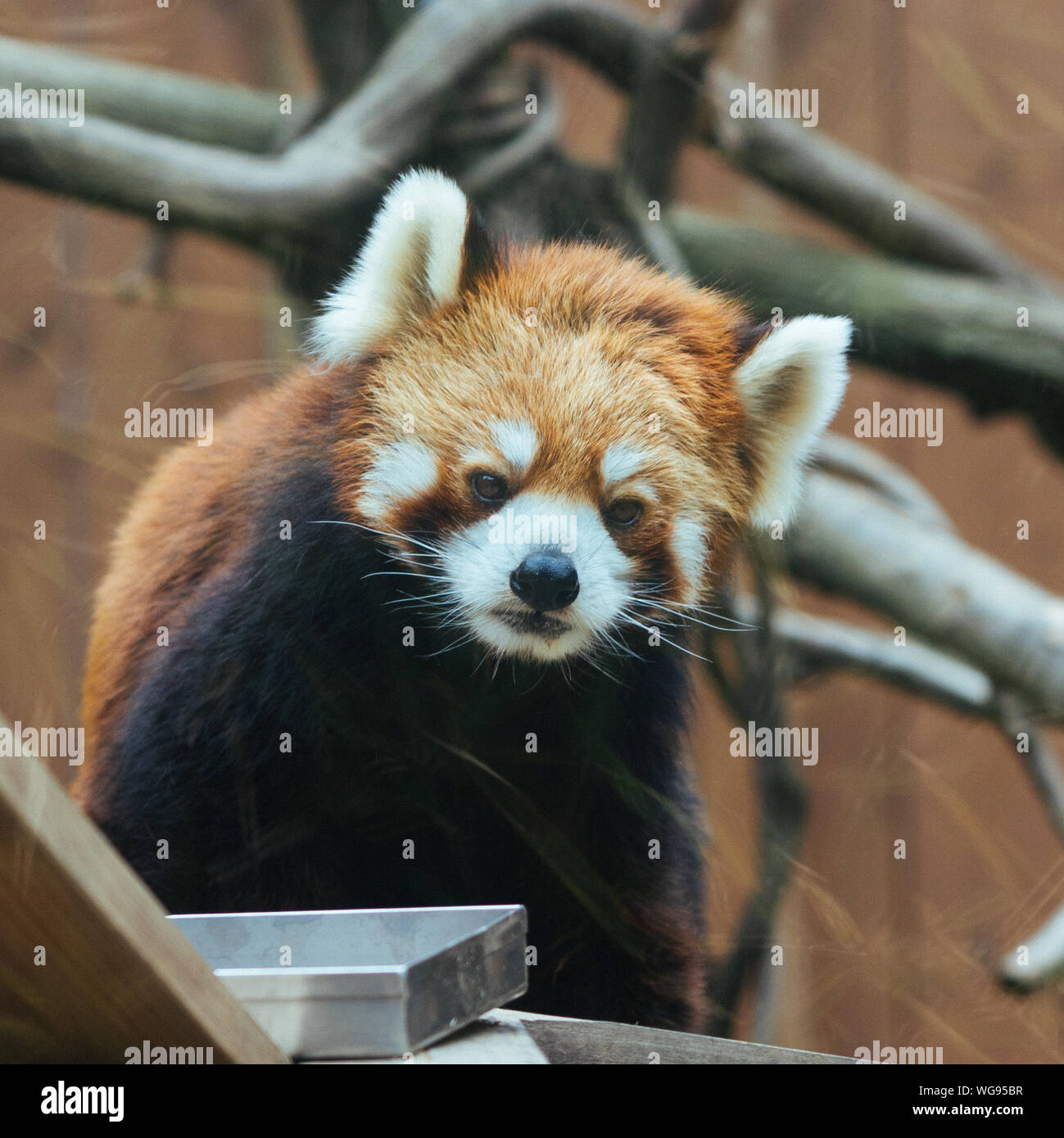 Red panda zoo hi-res stock photography and images - Alamy