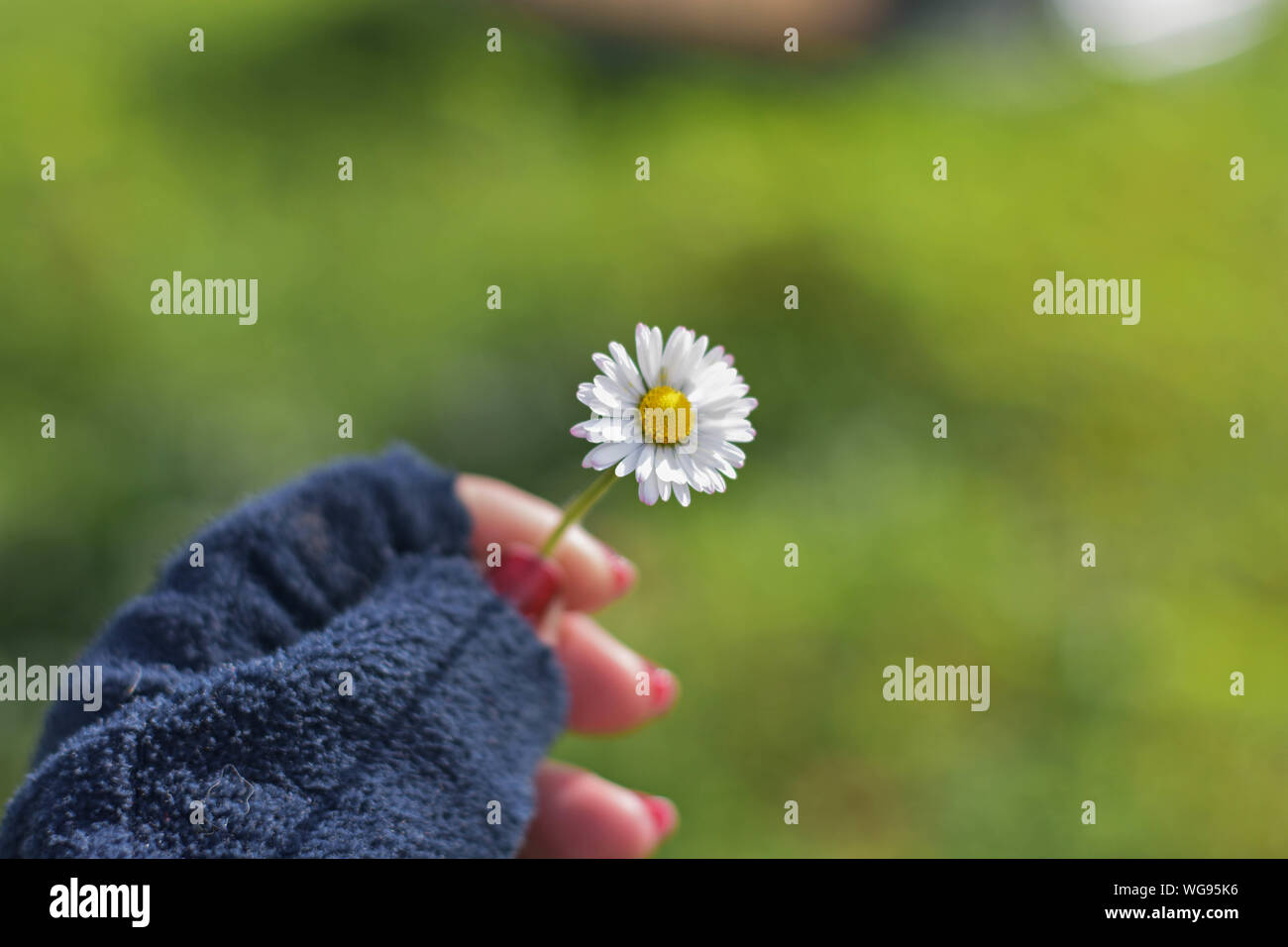 Hand holding beautiful white daisy flower Stock Photo - Alamy