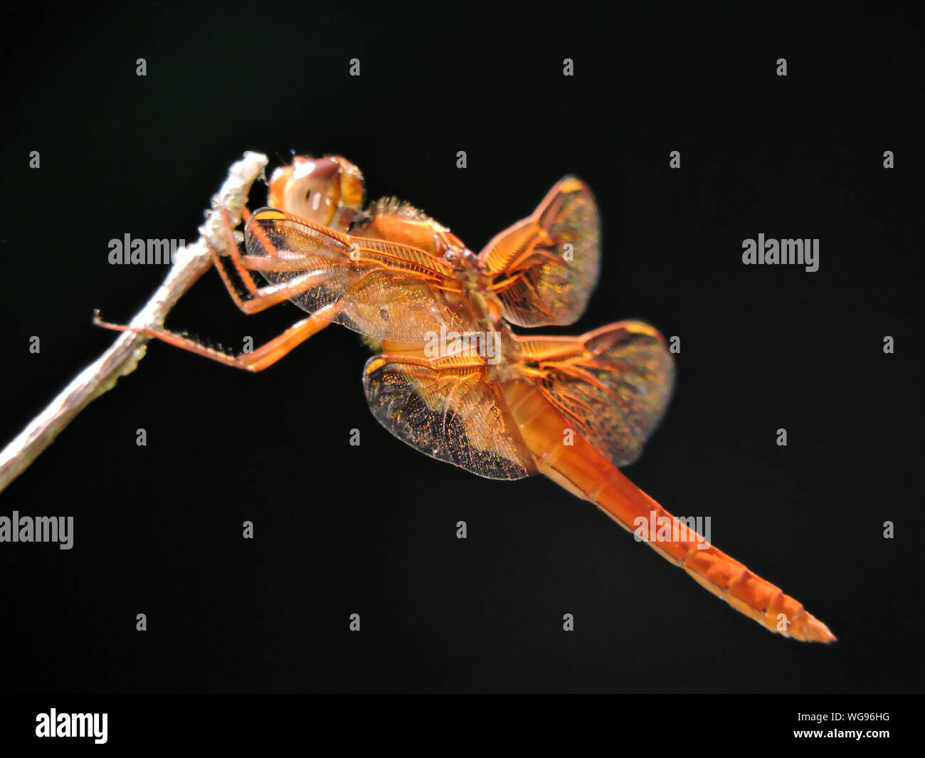 Orange dragonfly hi-res stock photography and images - Alamy