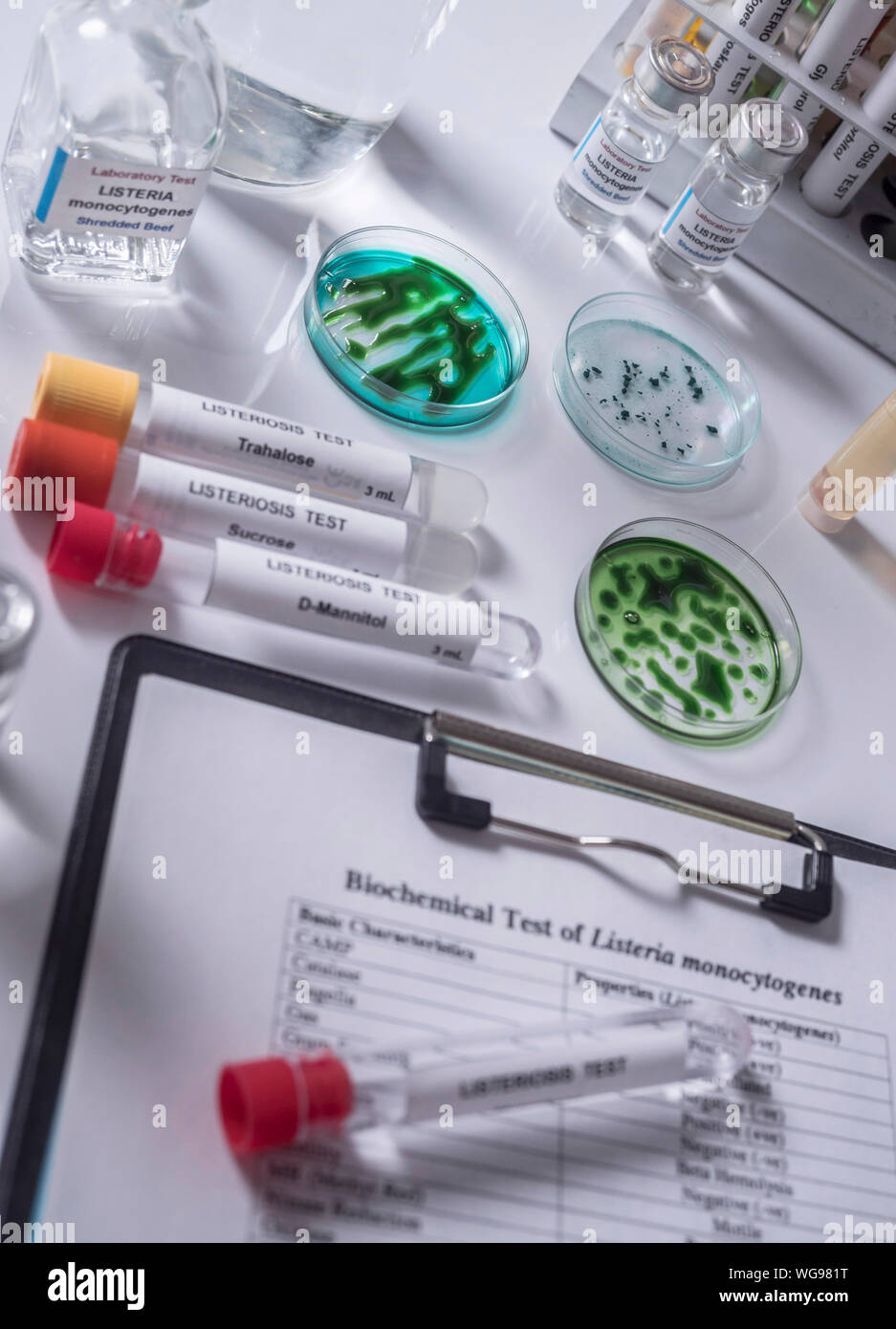 Listeria monocytogenes petri hi-res stock photography and images - Alamy