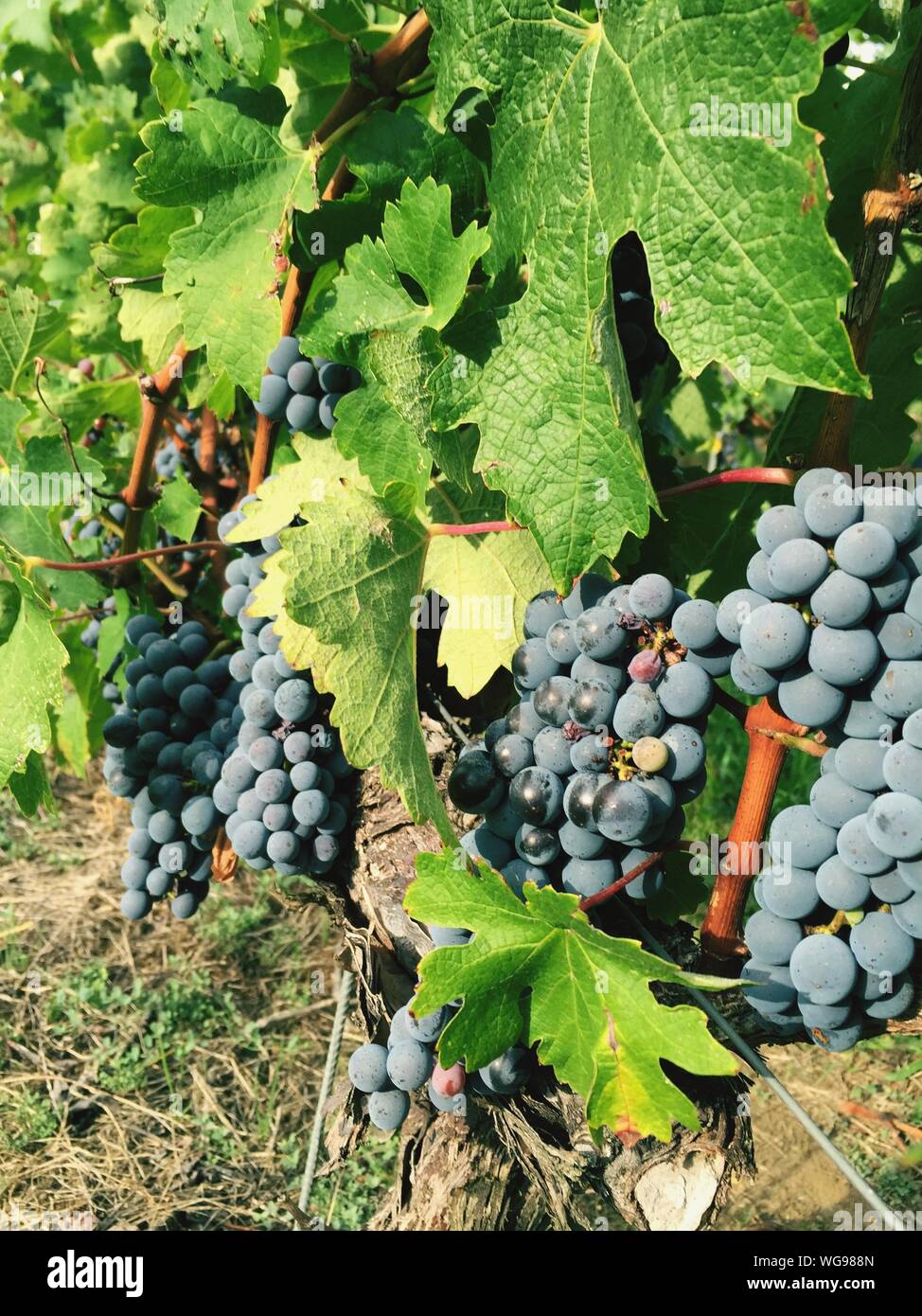 Vine farm hi-res stock photography and images - Alamy
