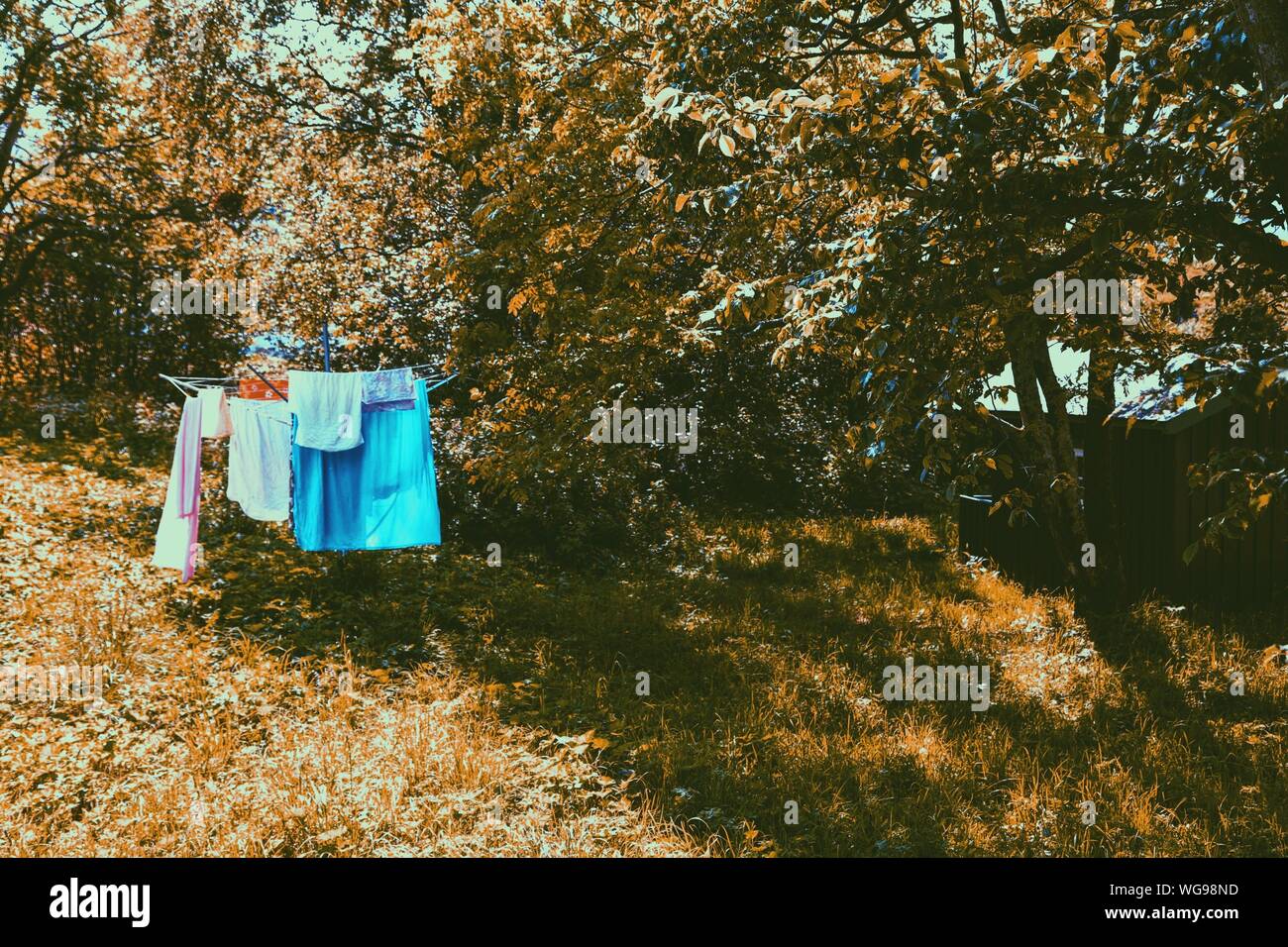 Clothes in trees hi-res stock photography and images - Alamy