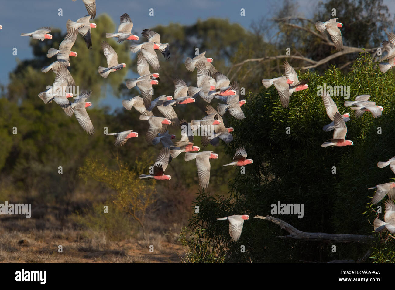 Flying birds trees hi-res stock photography and images - Alamy