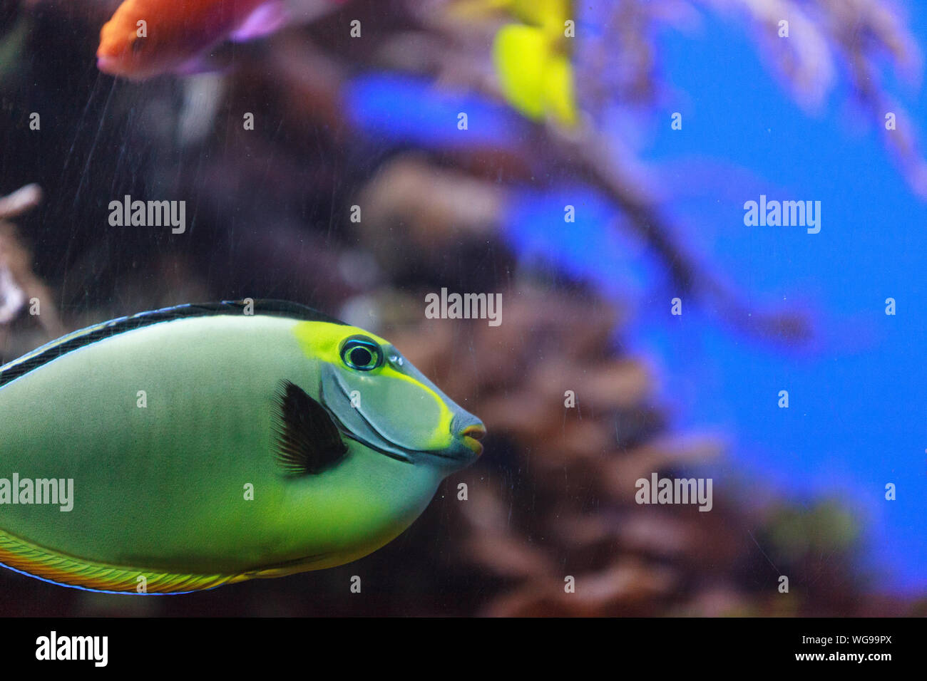 Fish group underwater hi-res stock photography and images - Alamy