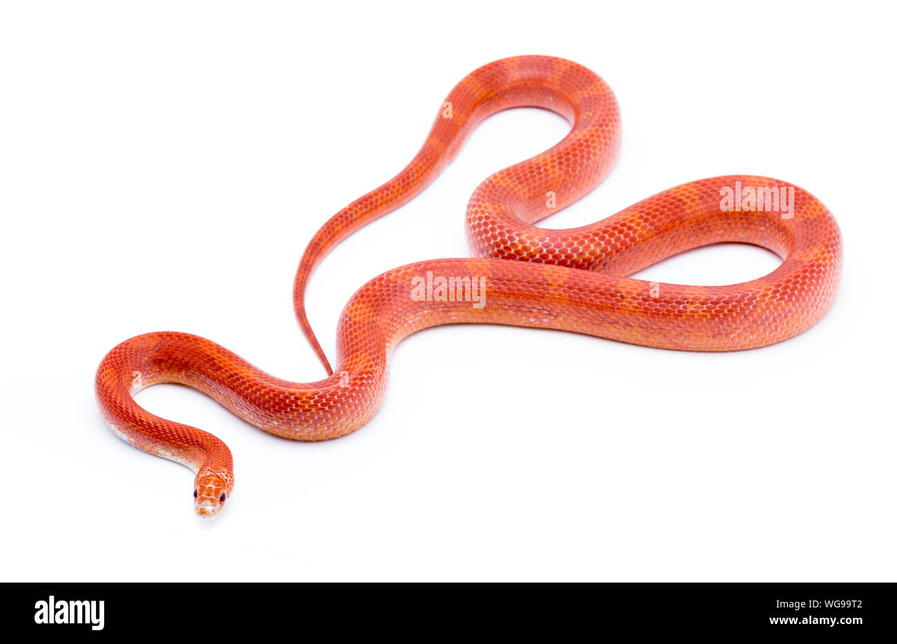 Red snake hi-res stock photography and images - Alamy