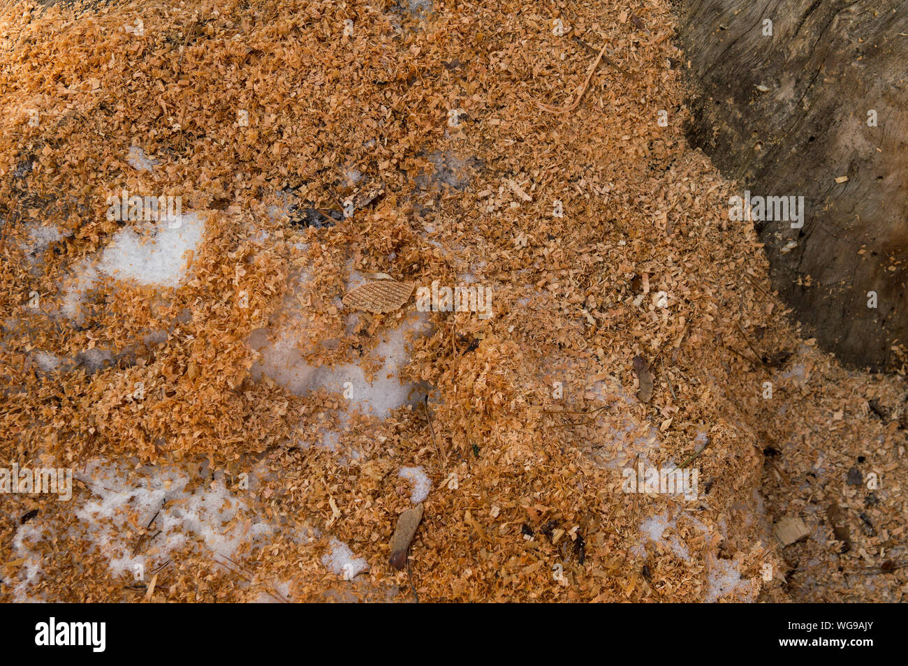 Sawdust wood shavings trees hi-res stock photography and images - Alamy