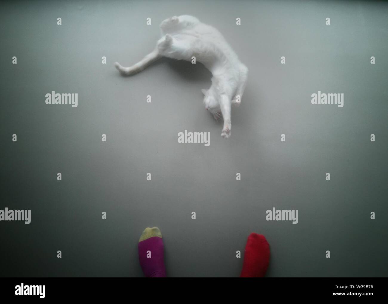 Feet of cat hi-res stock photography and images - Alamy