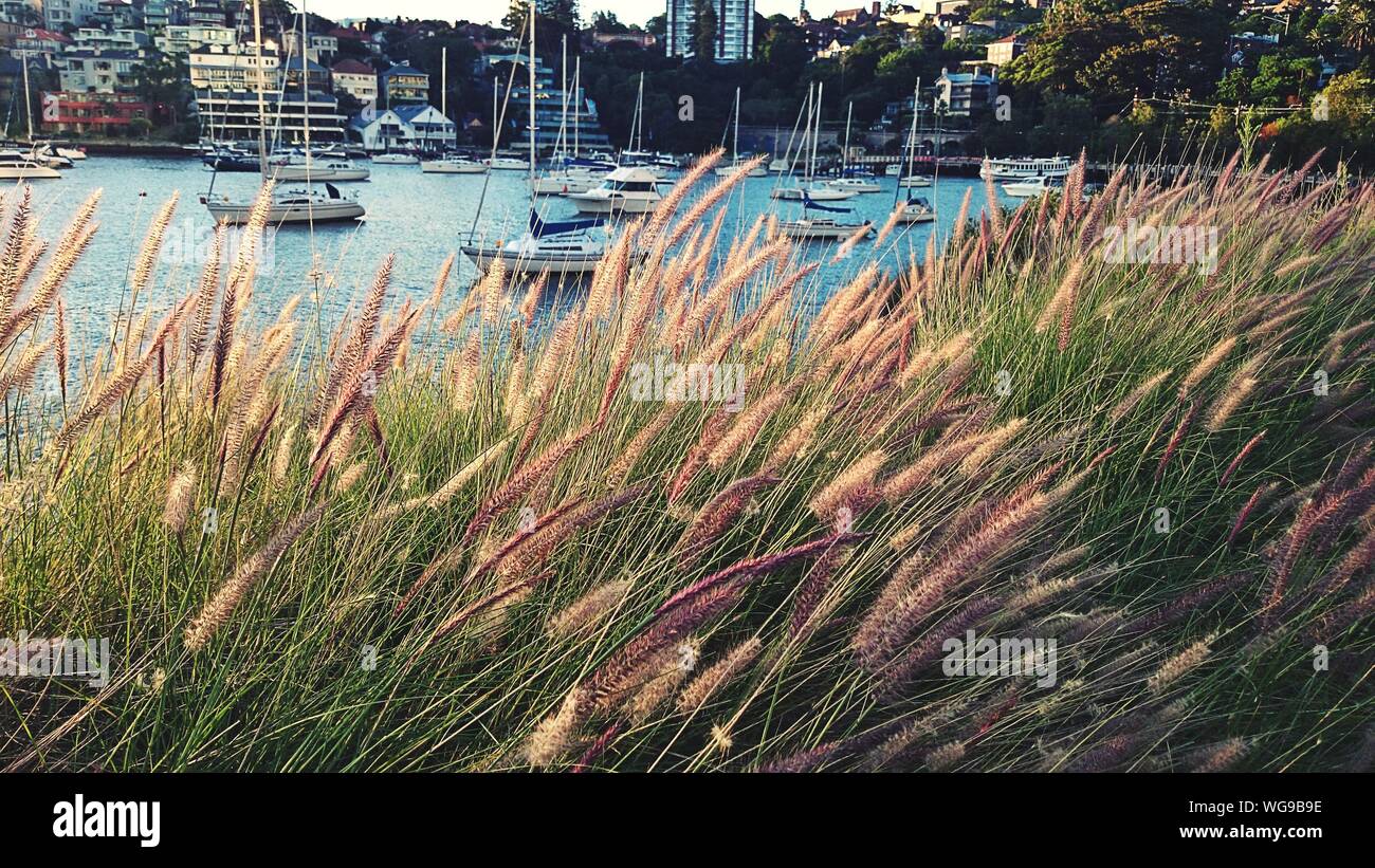Shore plants hi-res stock photography and images - Alamy