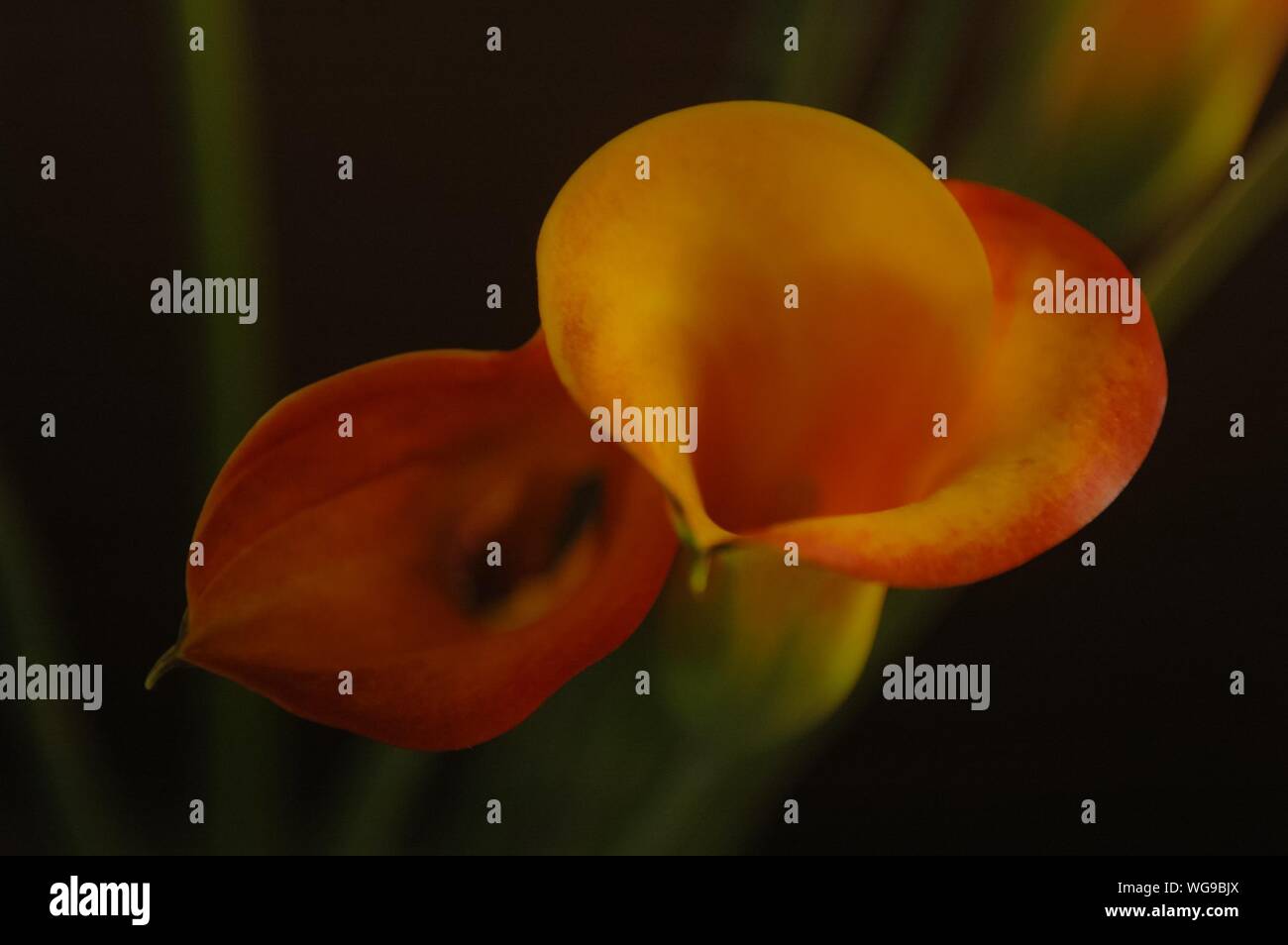 Calla lily orange hi-res stock photography and images - Alamy