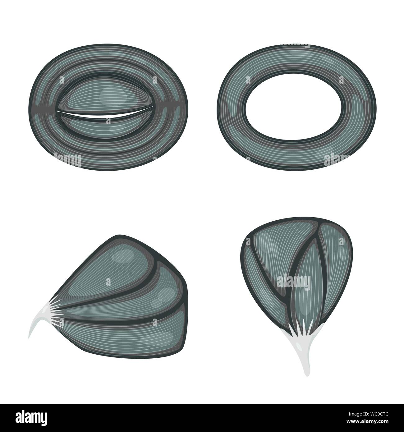 Vector illustration of human and body icon. Set of human and cells ...