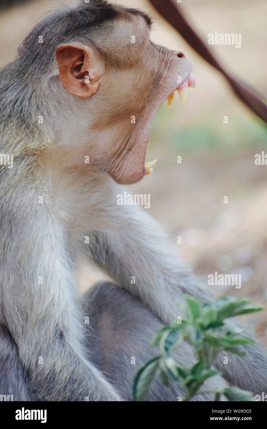 Monkey yawning hi-res stock photography and images - Alamy