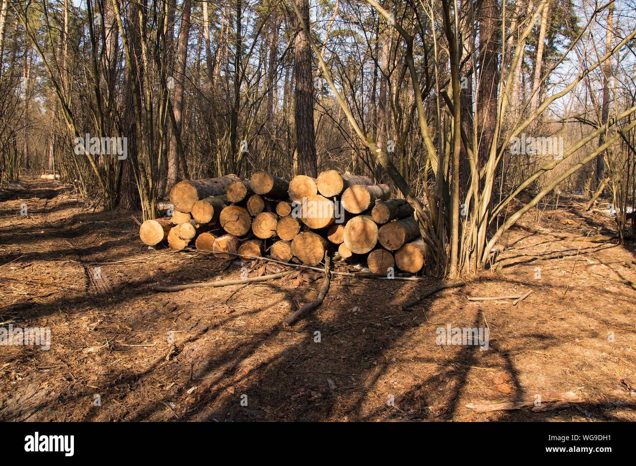 The logs of large trees are stacked in a large pile after deforestation ...