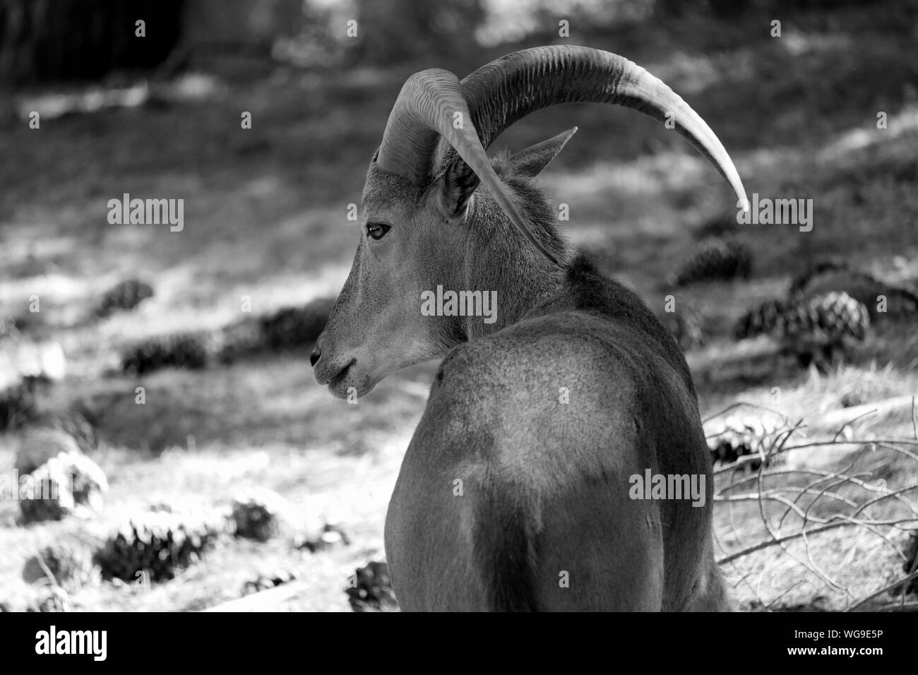 Rear view goat standing on hi-res stock photography and images - Alamy
