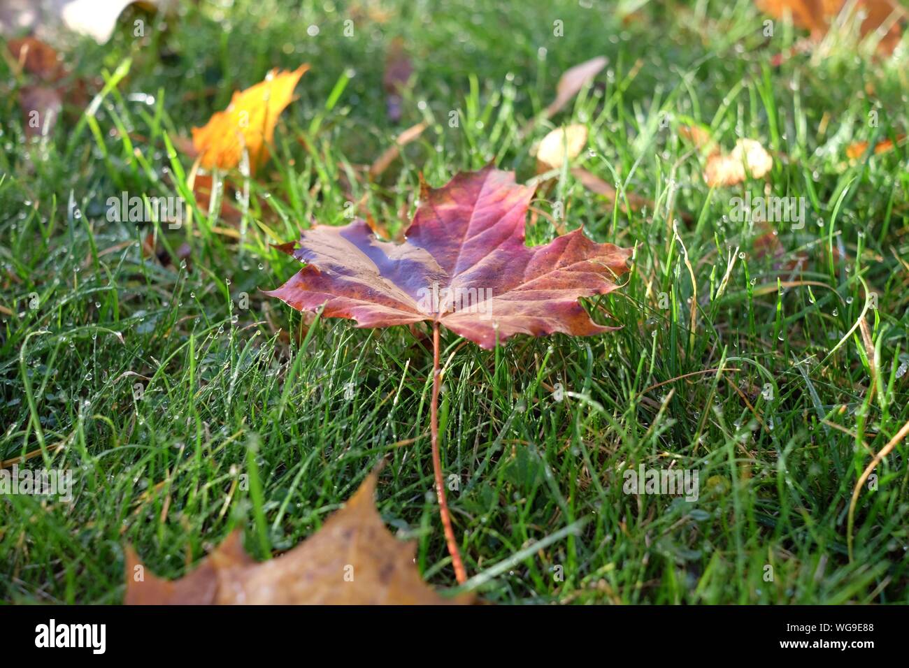 Field Maple Leaf High Resolution Stock Photography and Images - Alamy