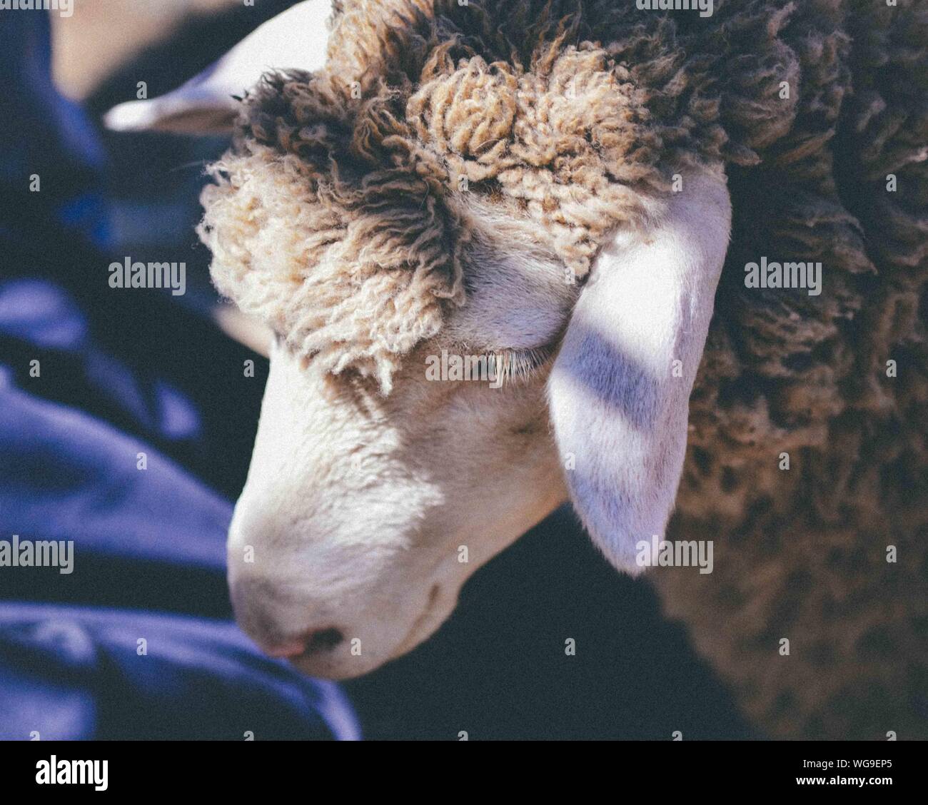 Hairy sheep hi-res stock photography and images - Alamy