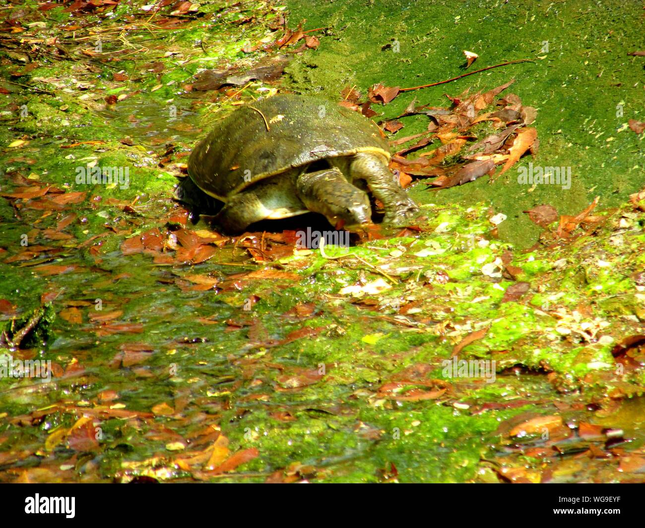 Swamp with turtle hi-res stock photography and images - Alamy