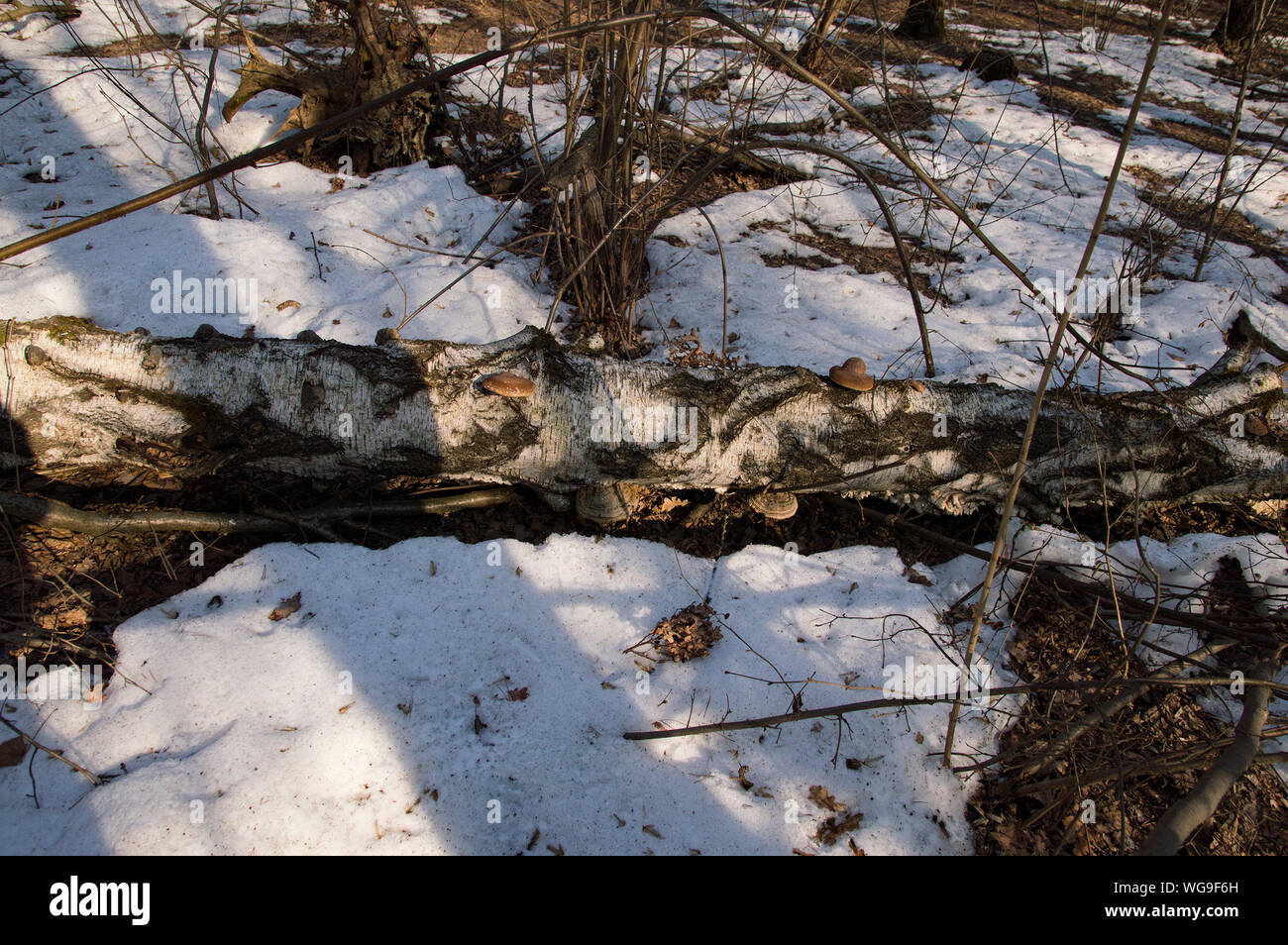 Old birch tree covered with mushroom growths on the trunk Stock Photo ...