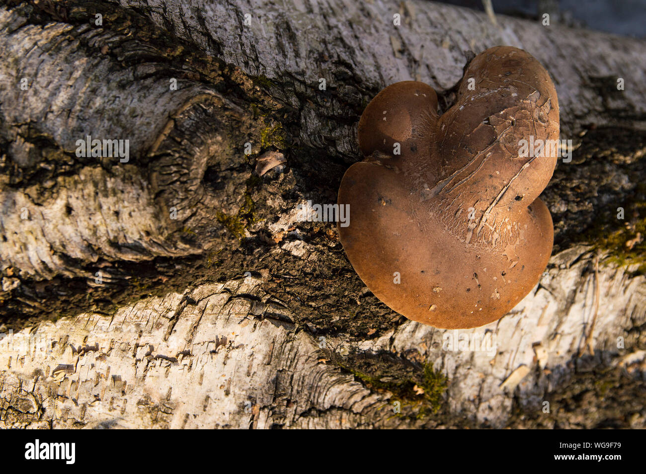 Old birch tree covered with mushroom growths on the trunk Stock Photo ...