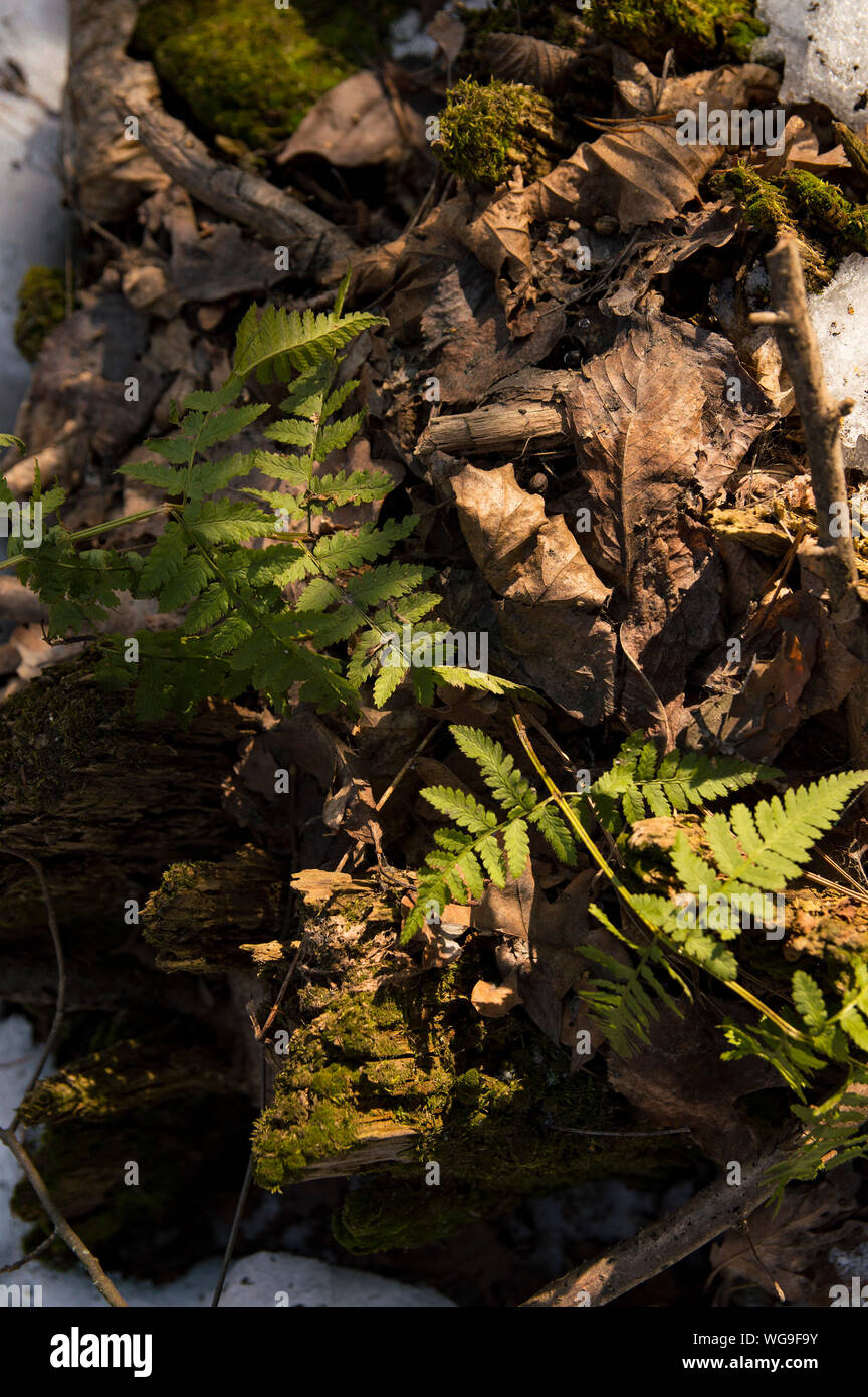 Spring fern makes its way through the snow in the forest - background ...