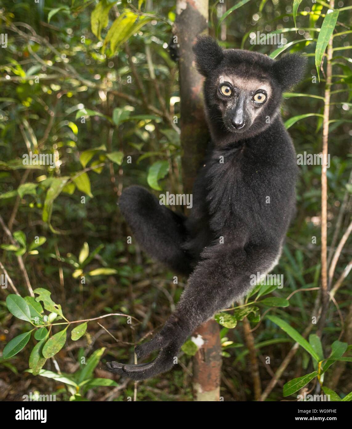 Indri (Indri Indri) climbs the tree, Madagascar Stock Photo - Alamy