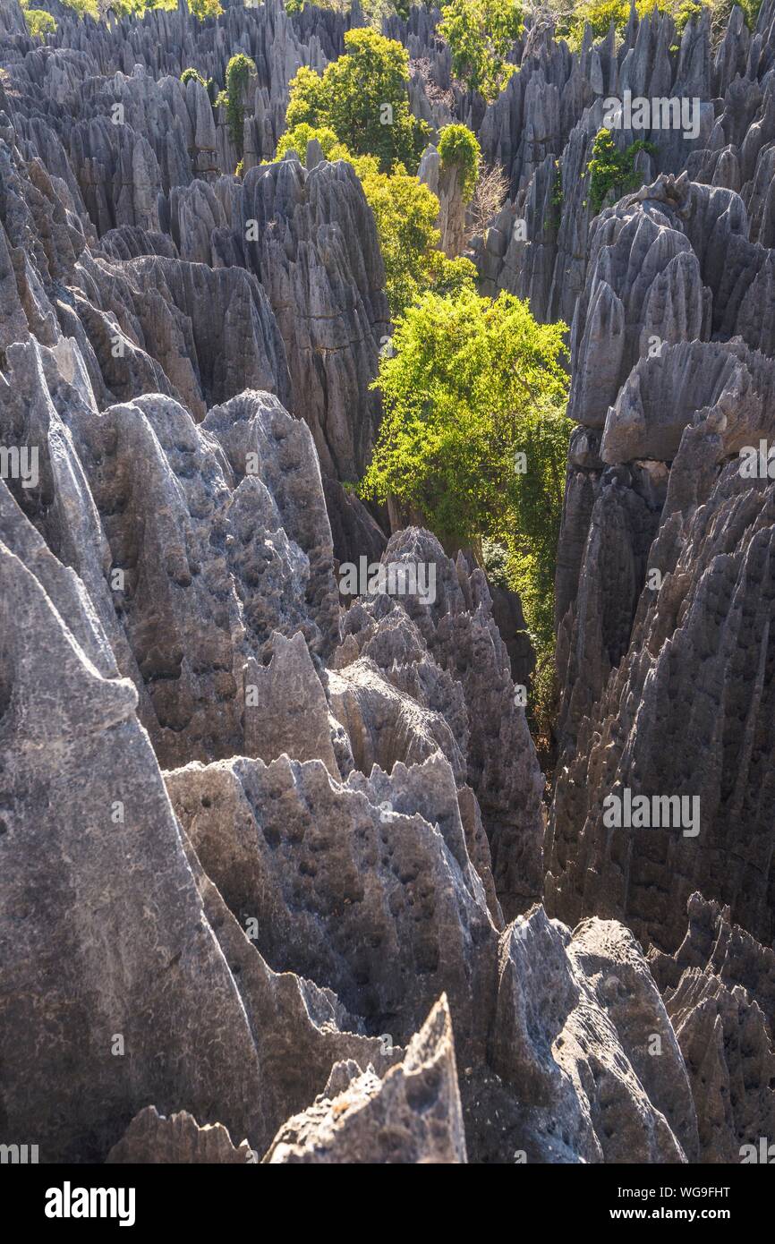 Rugged limestone rocks, limestone rocks in Tsingy de Bemaraha National ...