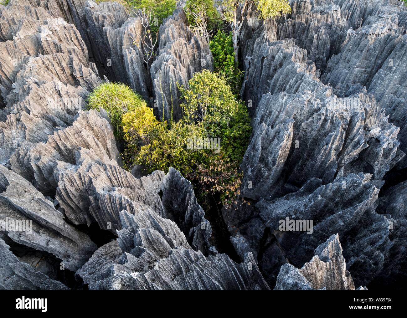 Rugged limestone rocks, limestone rocks in Tsingy de Bemaraha National ...