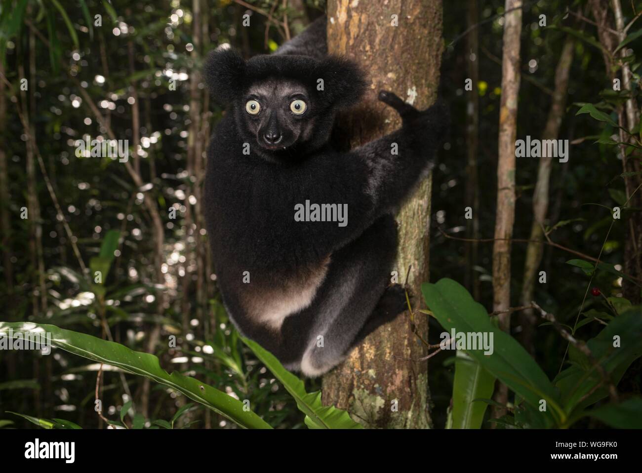 Indri indri indri climbs the tree hi-res stock photography and images ...
