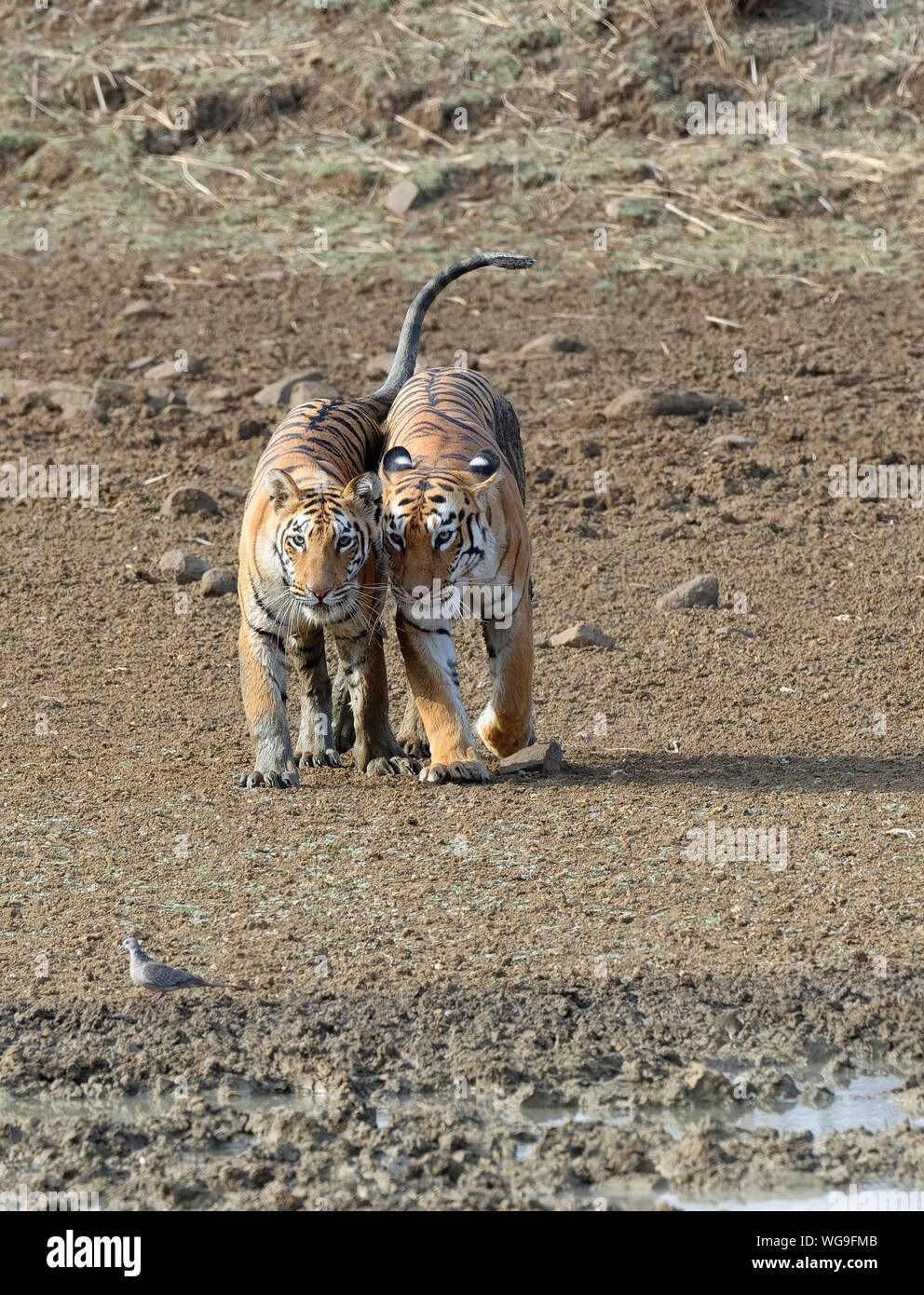 Two young bengal tigers panthera tigris tigris walking together hi-res ...