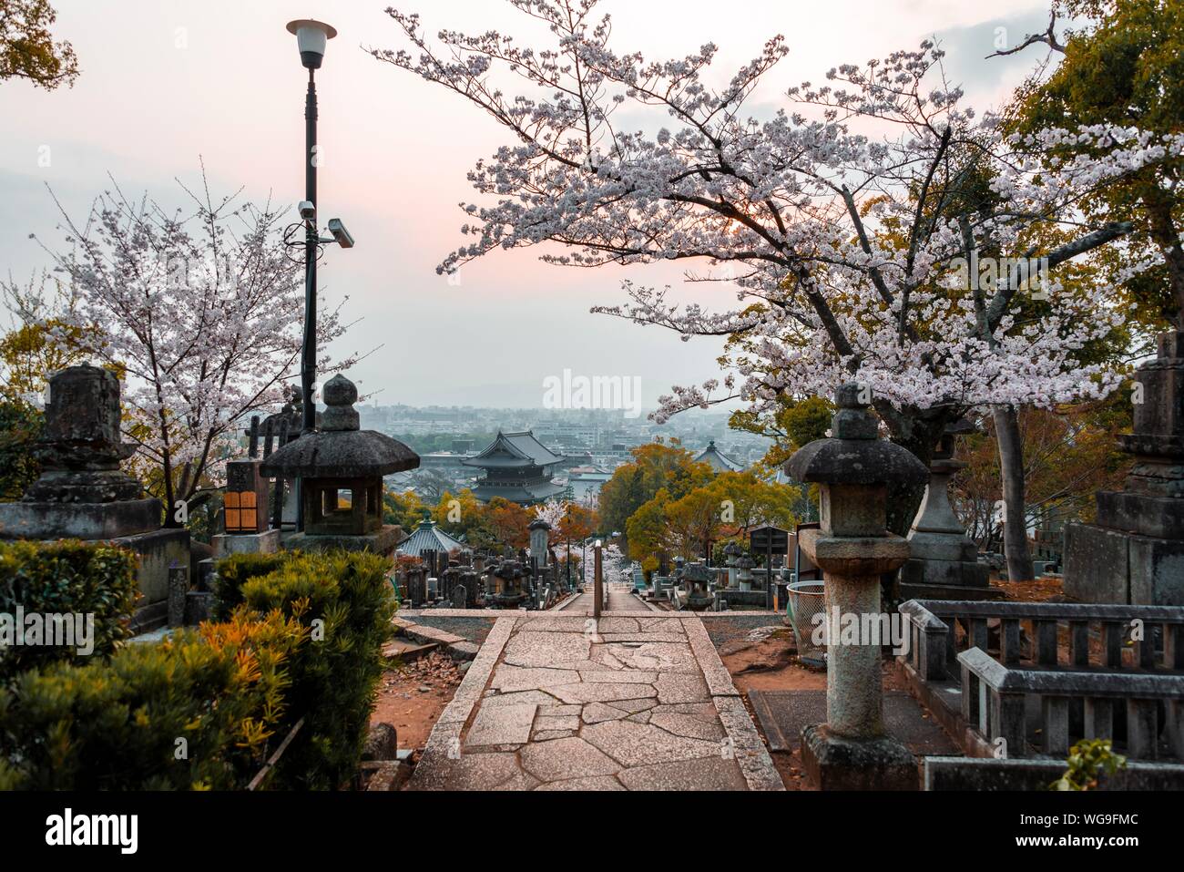 Japanese Temple with Cemetery of Cherry Blossom, Konkai-Komyoji Temple ...