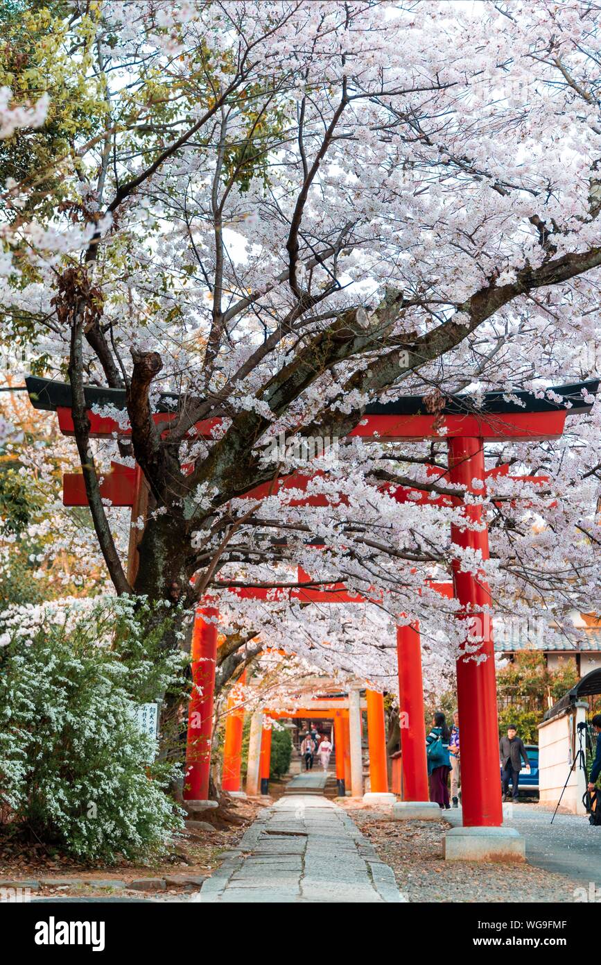 Blooming cherry trees, Torii gate at Takenaka-Inari-Jinja shrine, Kyoto ...