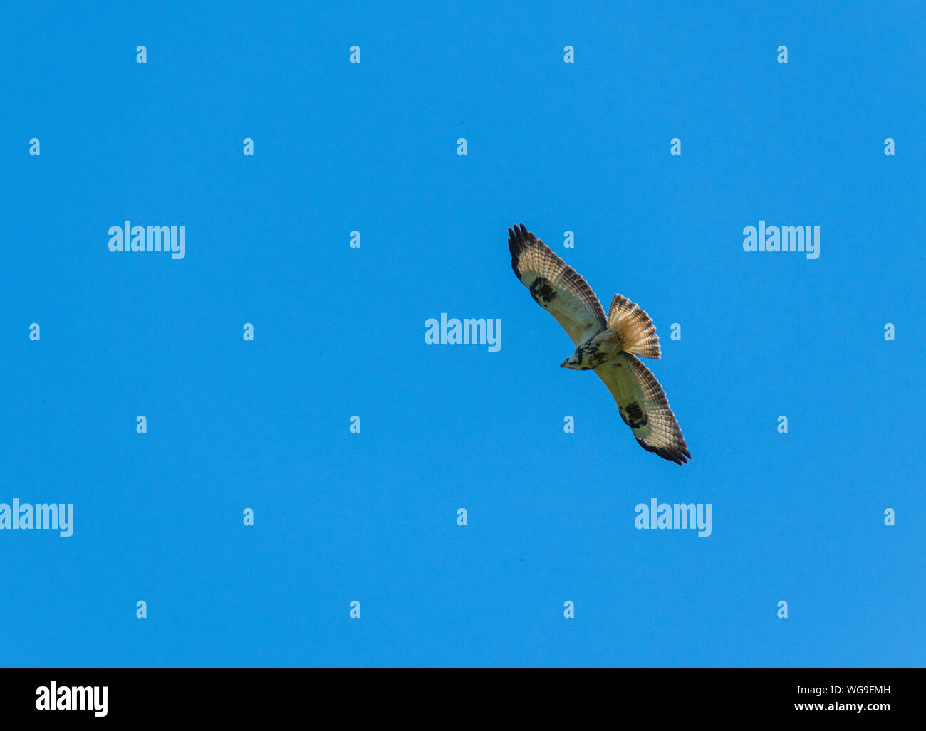 Falcon flying silhouette hi-res stock photography and images - Alamy