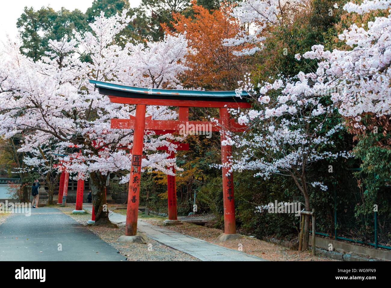 Blooming cherry trees, Torii gate at Takenaka-Inari-Jinja shrine, Kyoto ...