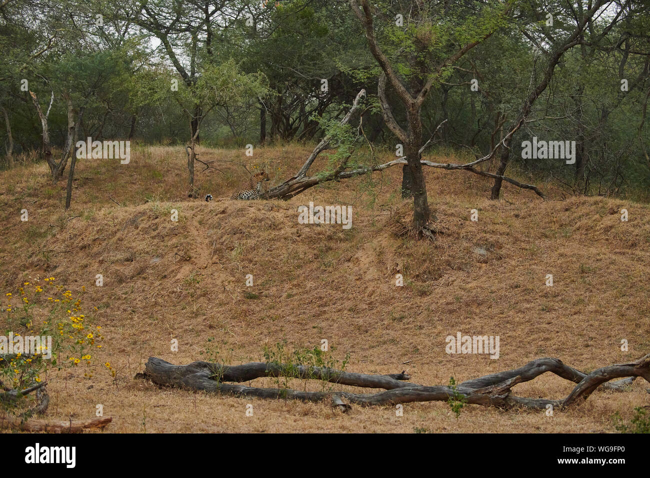 Inside the Jhalana Leopard Sanctuary, situated inside the city of ...