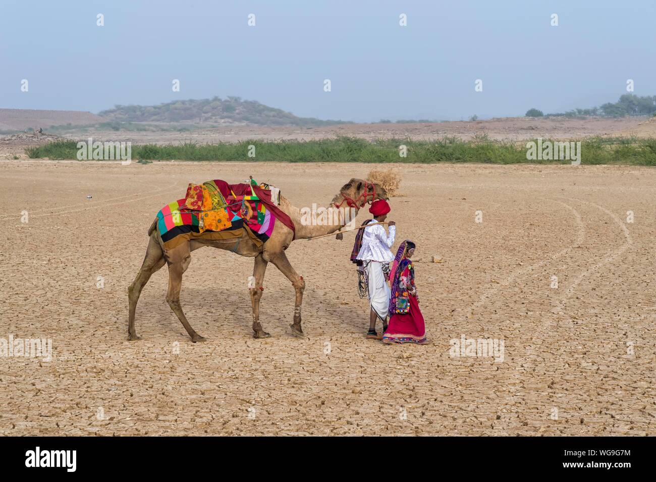 Rabari tribe people walking in the desert with a dromedary, Great Rann ...